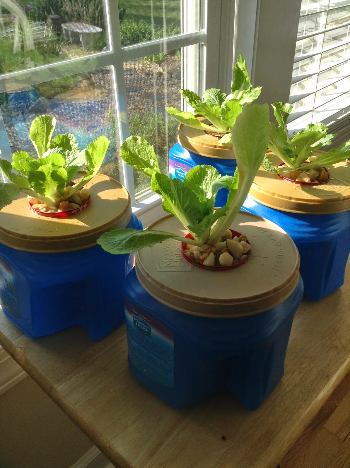 things n dreams: Kratky method Chinese cabbage update