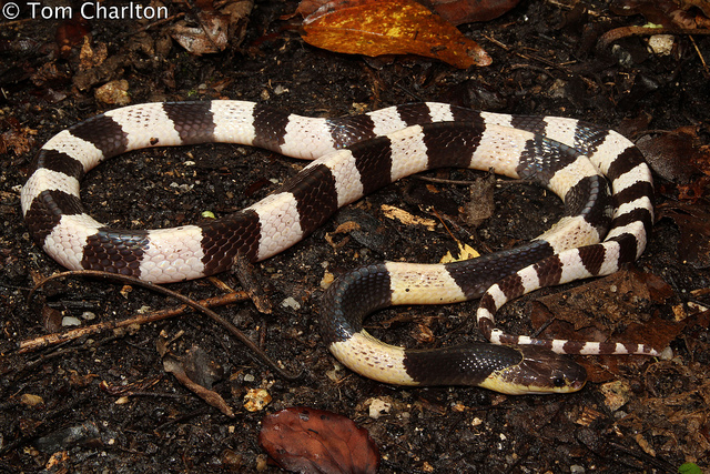 Ular Asli Indonesia: Ular Berbisa