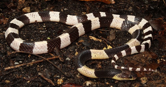 Ular Asli Indonesia: Ular Berbisa