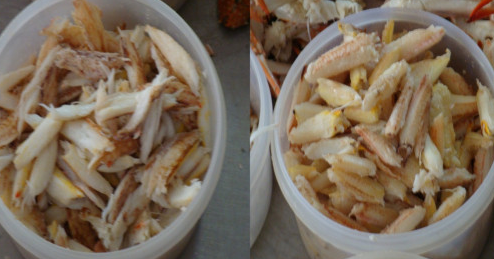 Alasan Inilah Kenapa Daging Rajungan Perlu Di Kemas - saung petani