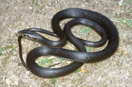 pugliadoggi: Biacco o Vipera Nera? A Monte Sant'Angelo arriva la fobia ...