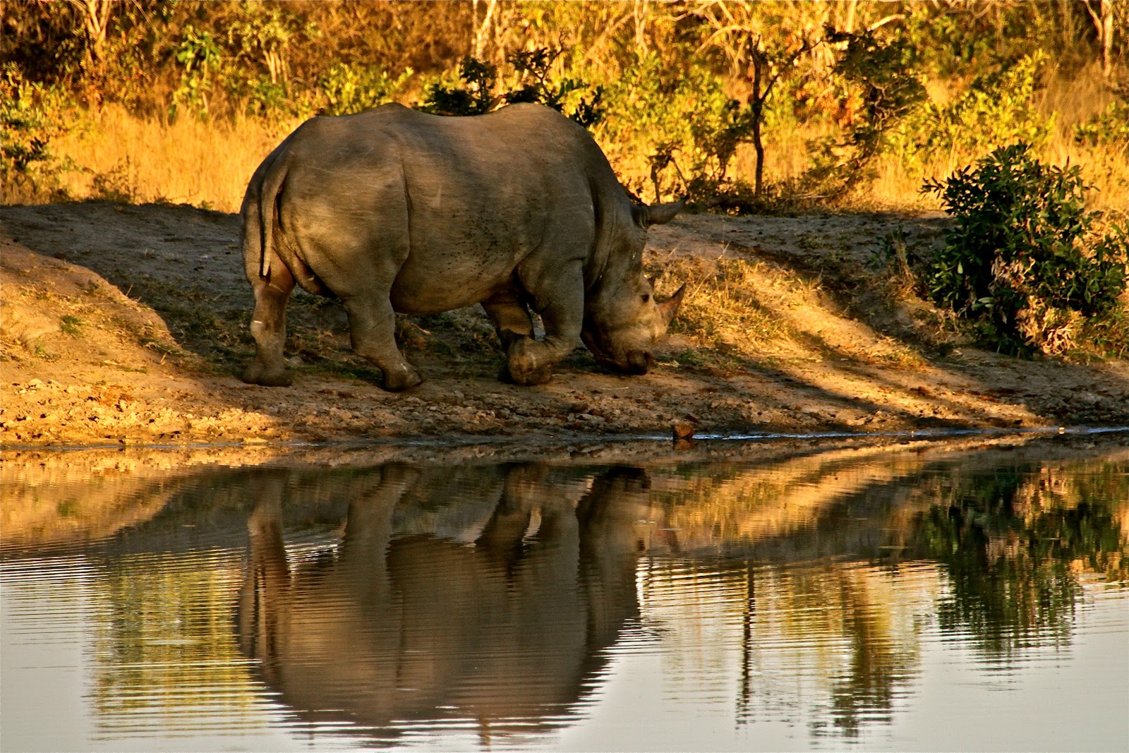 A Breath of Fresh Air: Last days and nights at Mala Mala, South Africa