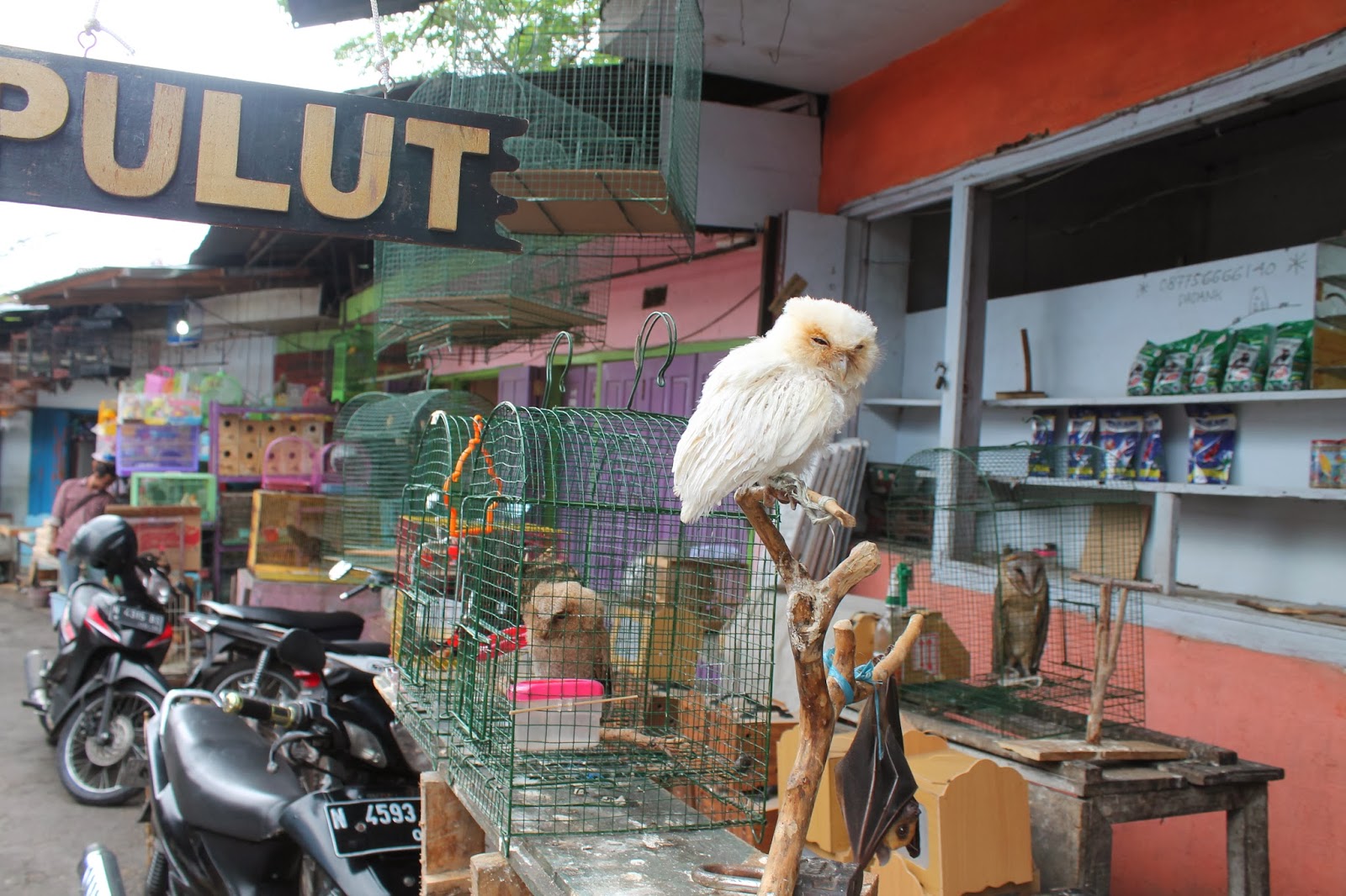 Pasar Burung "Splindit" Kota Malang; Jenis Burung Dan Info Lainnya ...