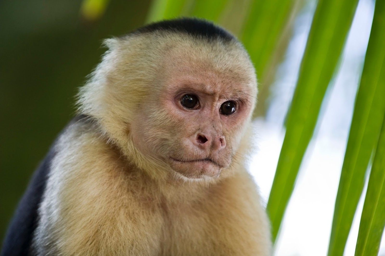 Small Pets at Home Exotic Pets Capuchin Monkey small-pets-at-home-exotic-pets-capuchin-monkey