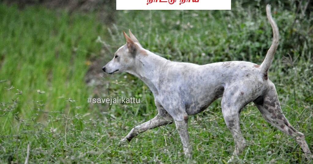 Kanni Dog Breed Information
