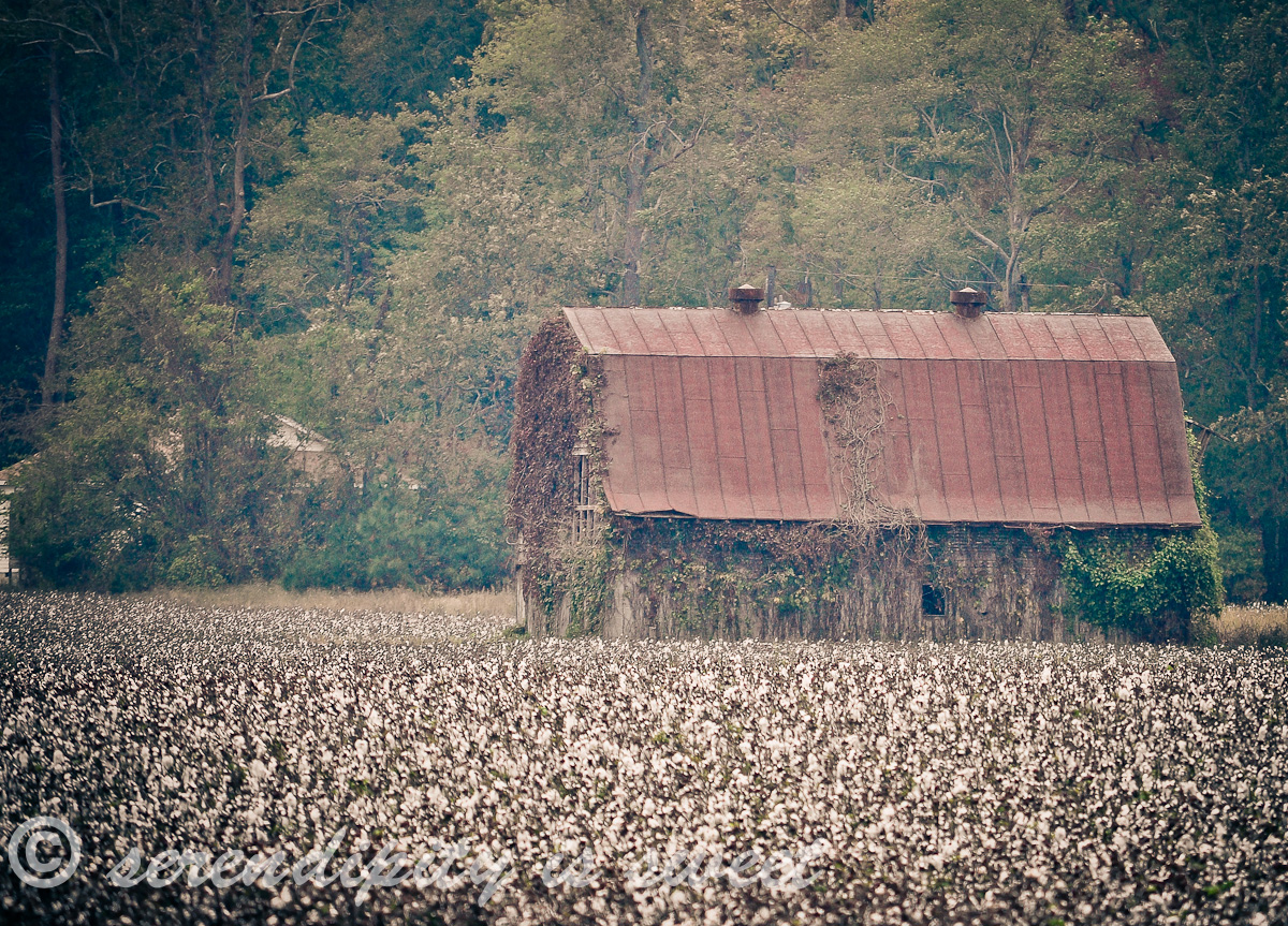 Serendipity is Sweet: Thursday's Shots - Cotton Field