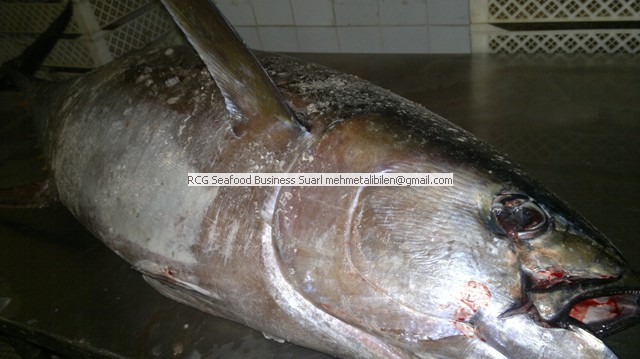Senegal Seafoods , Fish Products: Fresh,Chilled YF Tuna