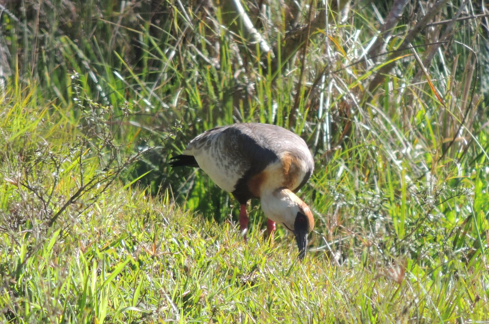 Observando Aves: Curicaca