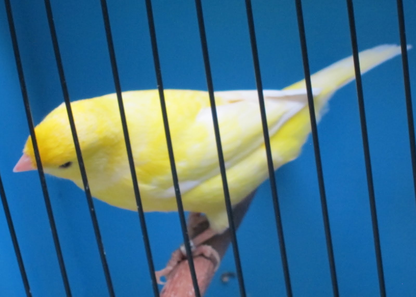 Canary Tales: Winners Florida Canary fanciers Bird Show