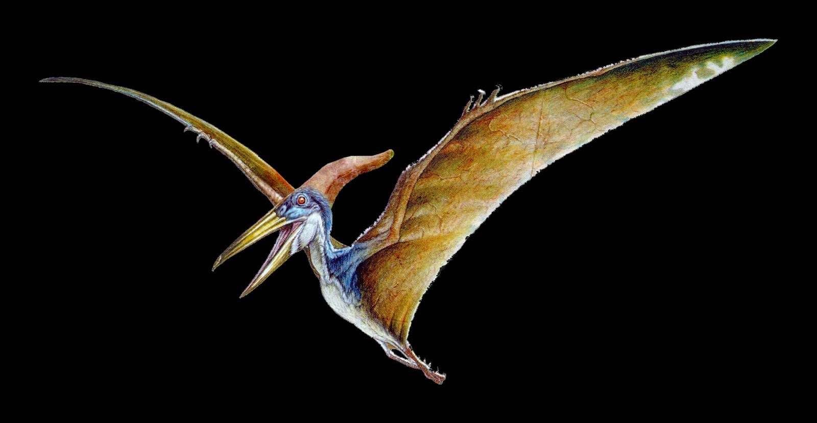 Dinosaurios animales prehistoricos: Pteranodon ( Desdentado )