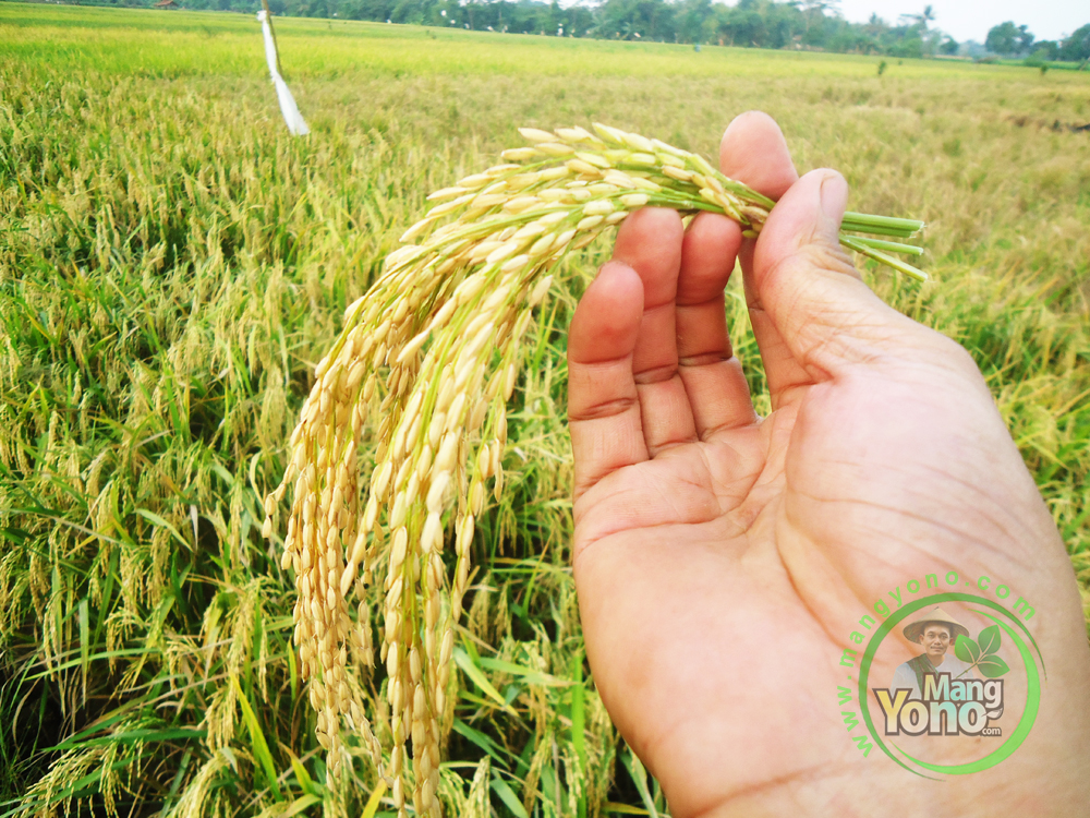 Percobaan : Panen Padi TRISAKTI 75 HST Di Sawah Rawa.