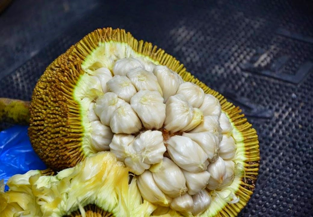 Floras Lovers ... All About Gardening: DIY LOVERZ > Buah Tarap ... adik ...