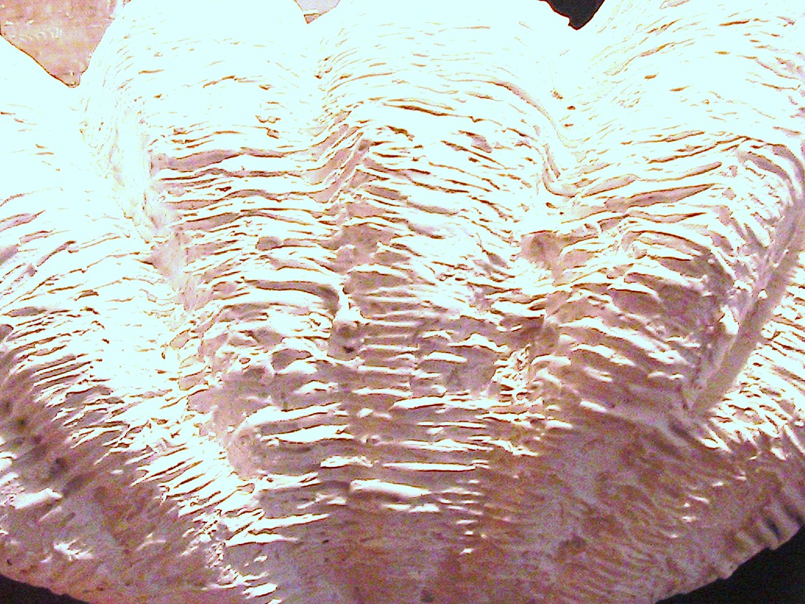 Katty's Cosy Cove: Making a Giant Clam Sea Shell