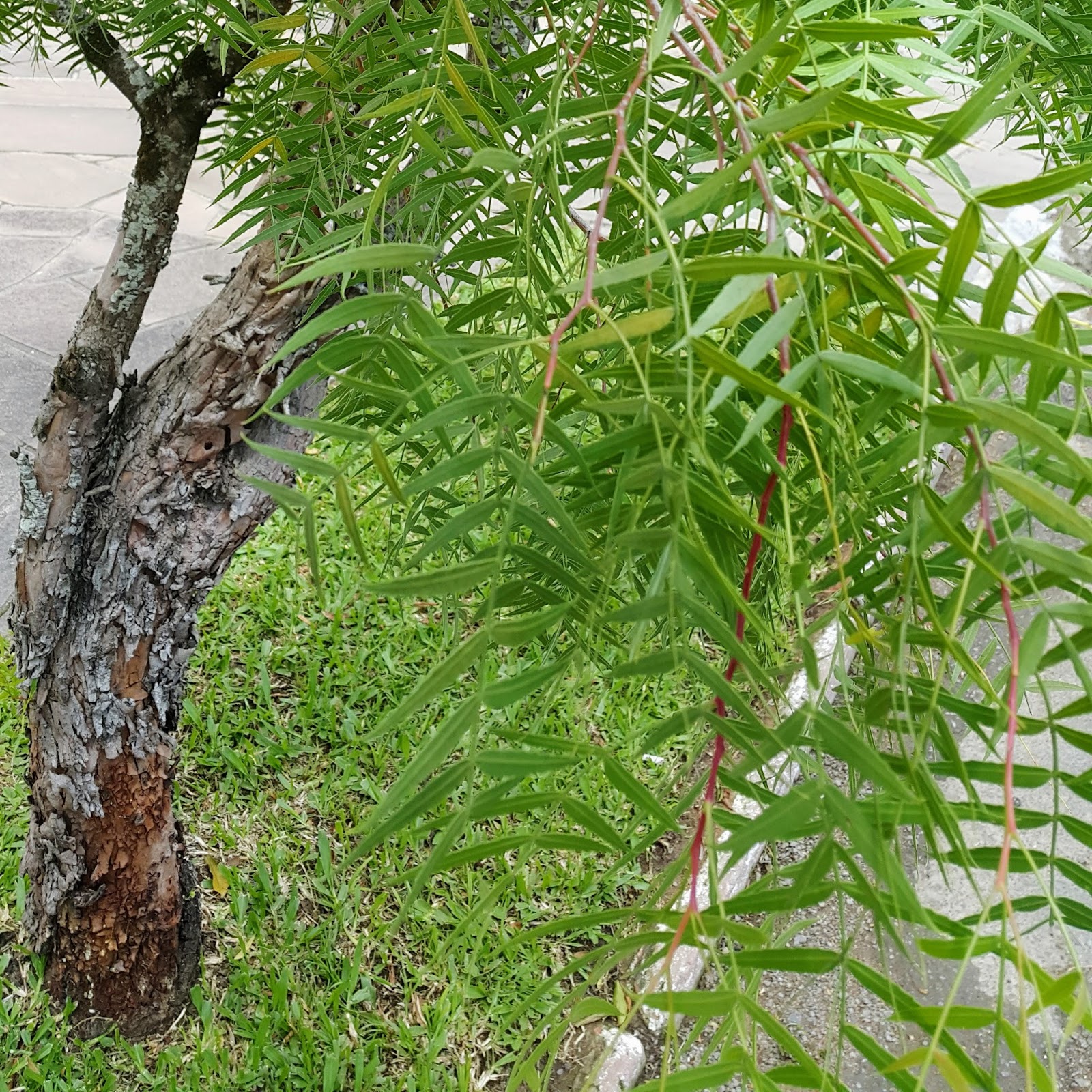 "Verdade//aspas" : 👪 Anacardiaceae (Schinus molle)