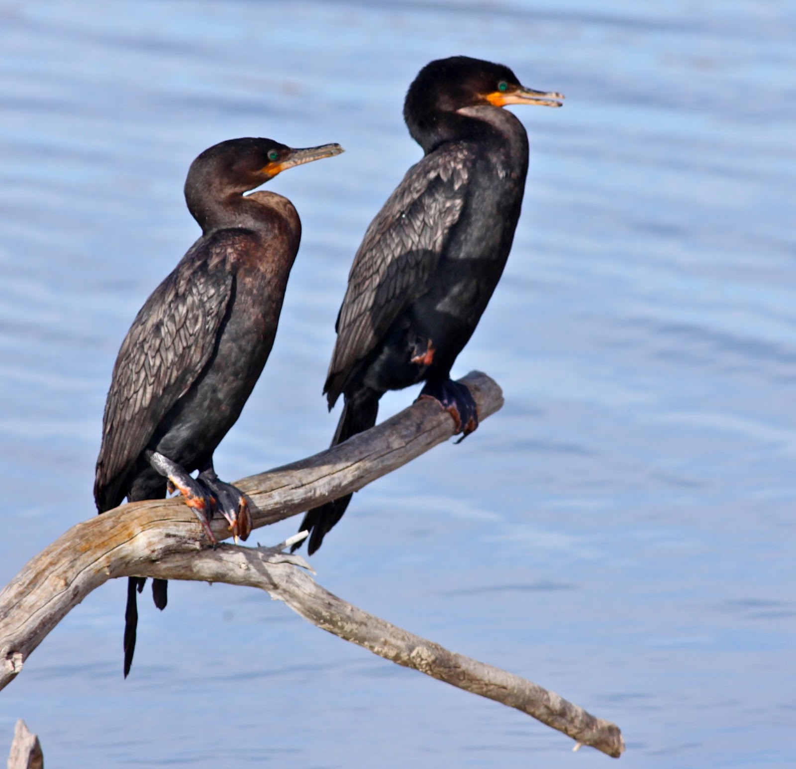 Bellas Aves de El Salvador: Phalacrocorax brasilianus (yeco, cormorán ...