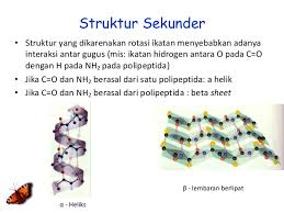 Kimia idea: PEMBENTUKAN STRUKTUR SEKUNDER DAN TERSIER PADA PROTEIN