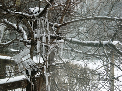 A Home Grown Journal: The Pee Tree