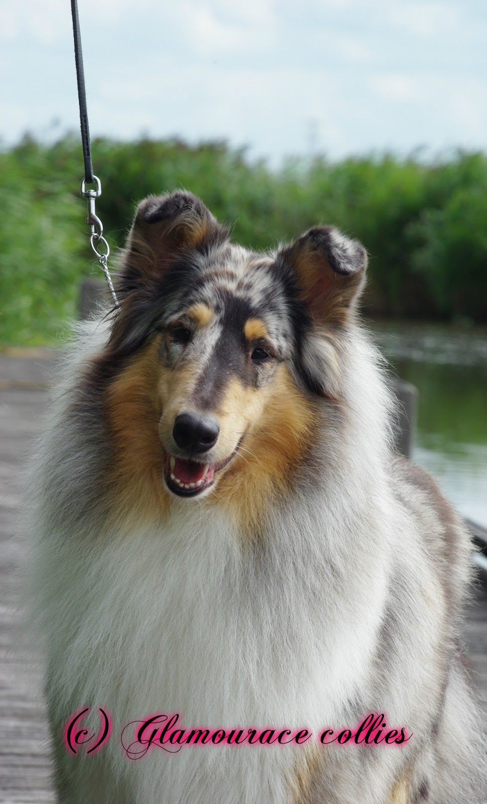 Glamourace Collies: New pictures of Star
