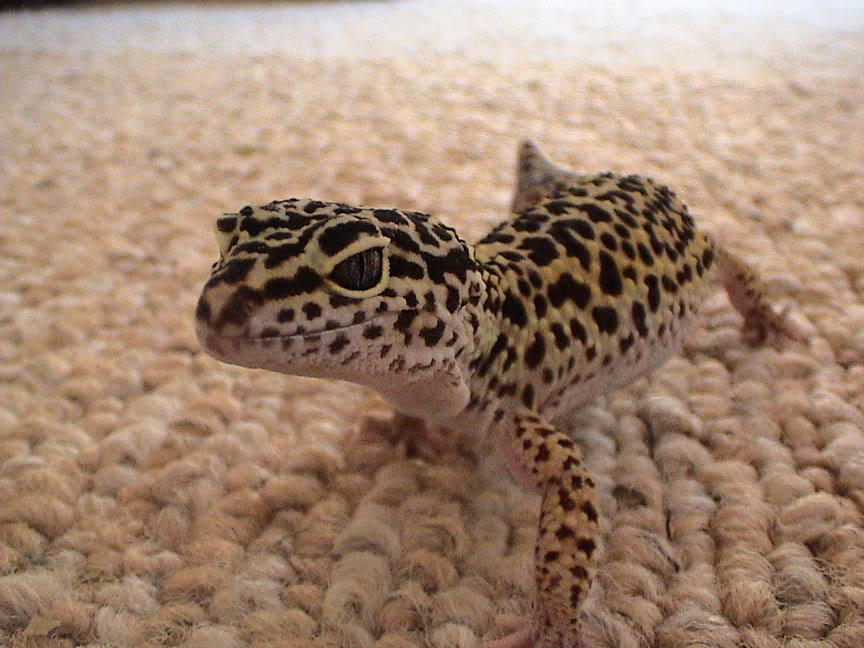 Leopard Gecko | The Life of Animals