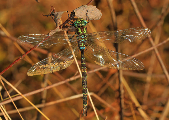 Earth and Space News: Shadow Darner Dragonfly Habitats: Long Clasper, T ...