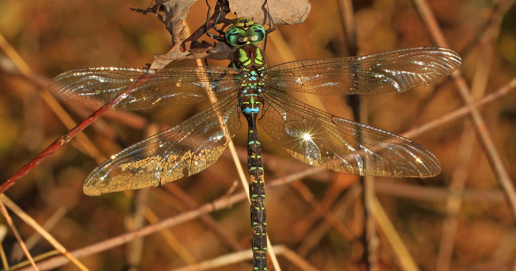 Earth and Space News: Shadow Darner Dragonfly Habitats: Long Clasper, T ...