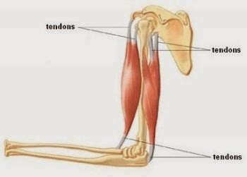 Ciencias de Joseleg: Los tendones