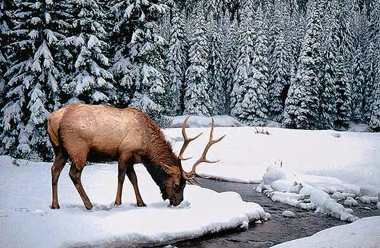 Kashmir stag: a rare beauty