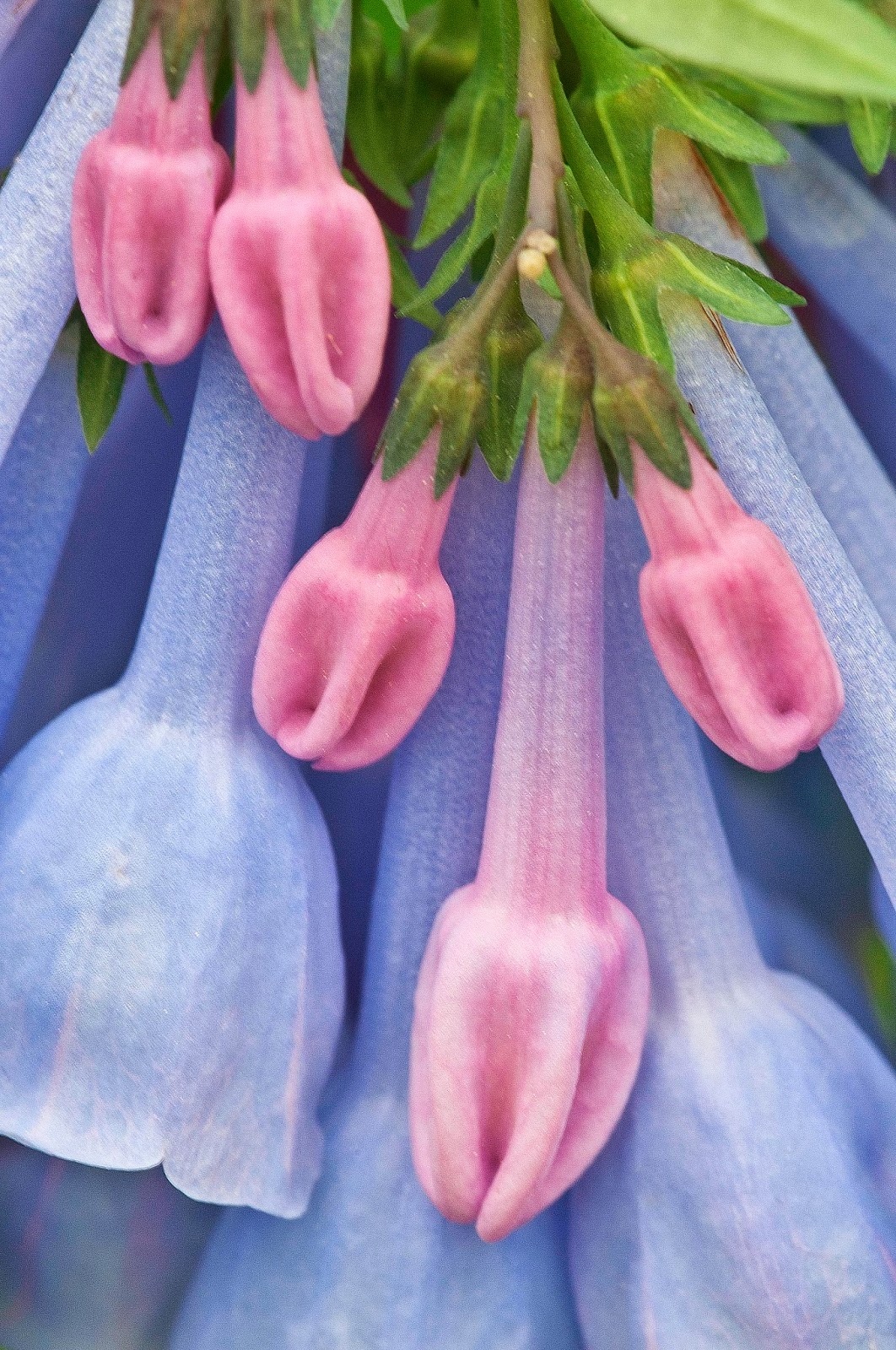 Kentucky Native Plant and Wildlife: Plant of the Week: Virginia ...