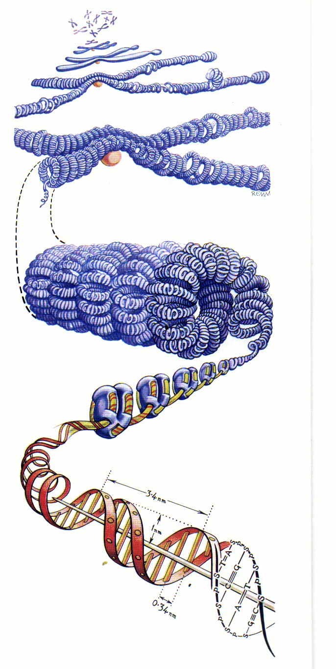 Portale Scientifico: La cromatina... i cromosomi... il nucleosoma