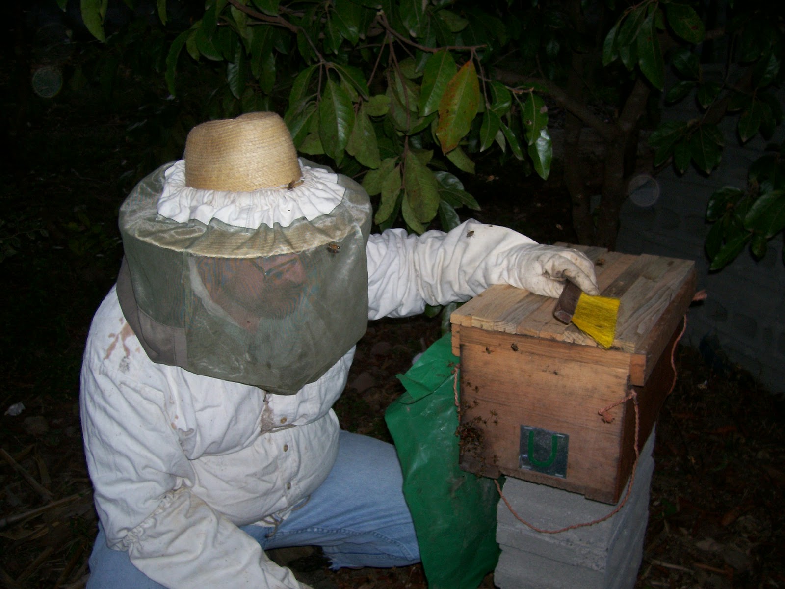 Musings on Beekeeping: More Musings about Swarms and Trap Hives: Learn ...