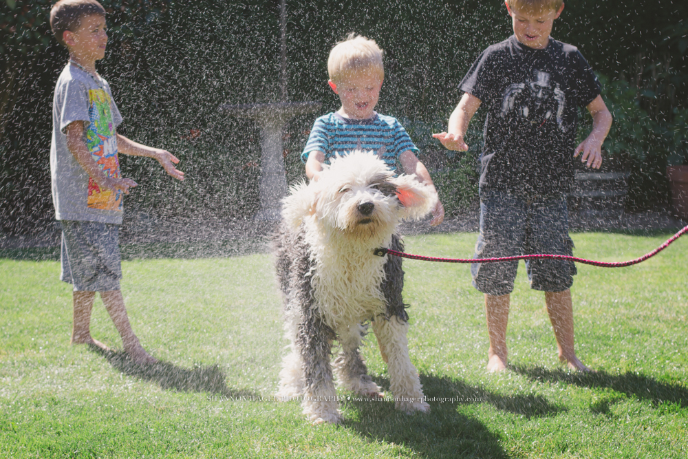 SnowDowne Too | Old English Sheepdogs: A Dog Wash Party | Snowdowne Too ...