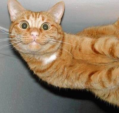 HD Animals: happy cat