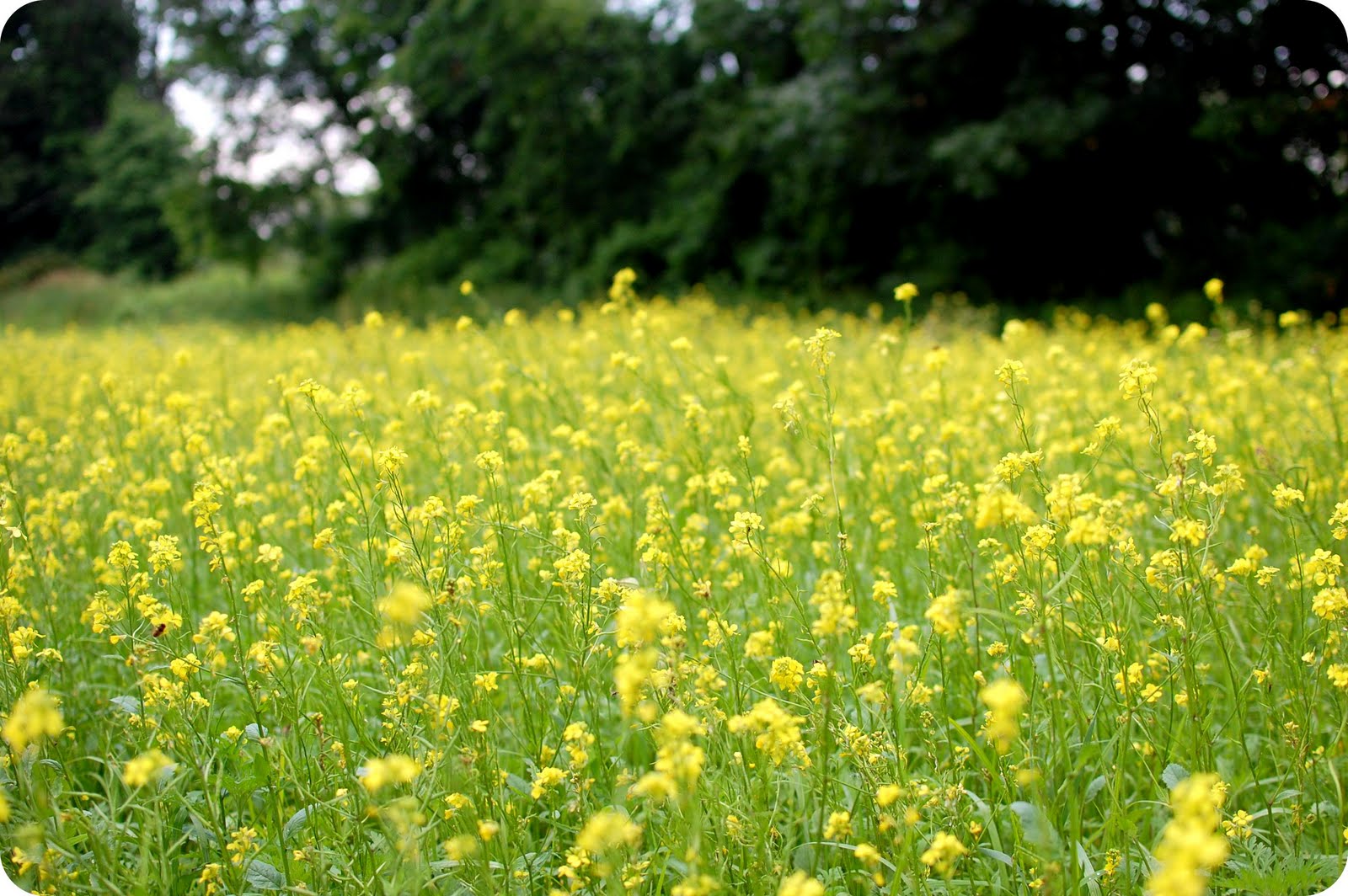 33 Shades of Green: Crazy Days of Summer: Yellow