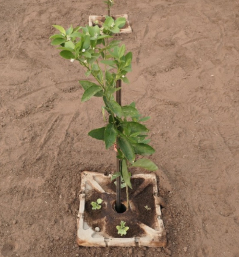 PA Environment Digest Blog: EPCAMR Pairs With Groasis To Provide Food ...