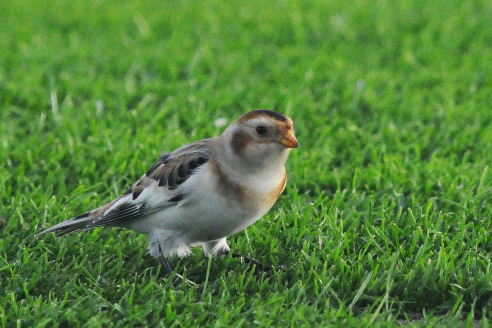 The RSPB Liverpool Local Group