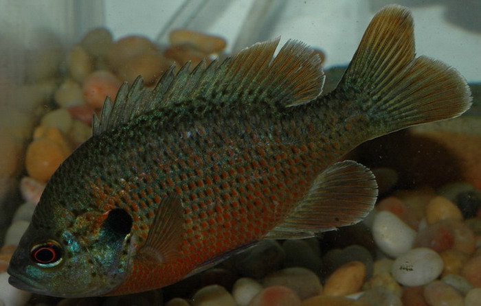Mania de Aquário: Perca do Sol (Sun perch, Lepomis sp. , Sun fish)
