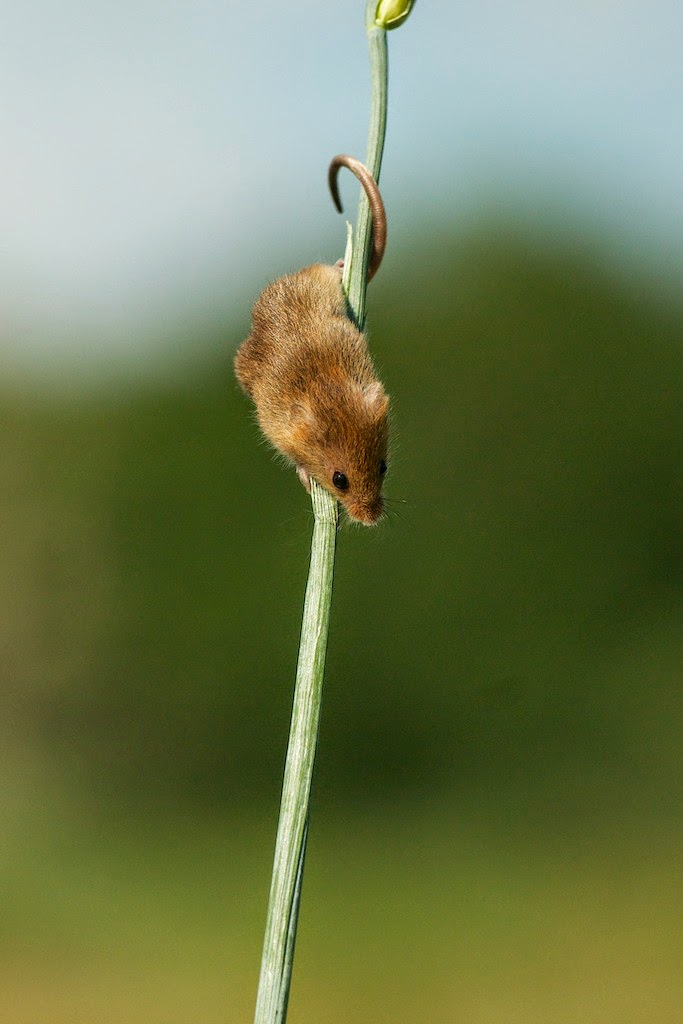 Matt's Photos: Harvest Mice