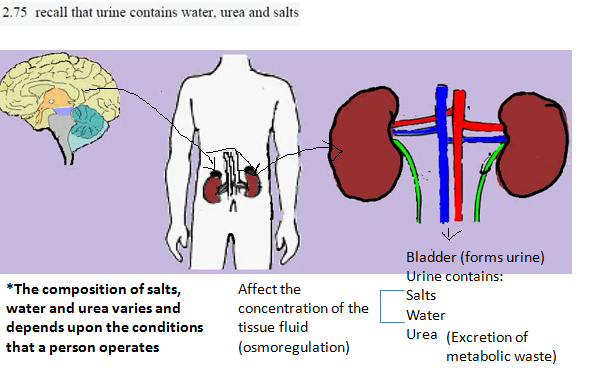 Tatiksha's Biology Blog :): 2.75 Urine