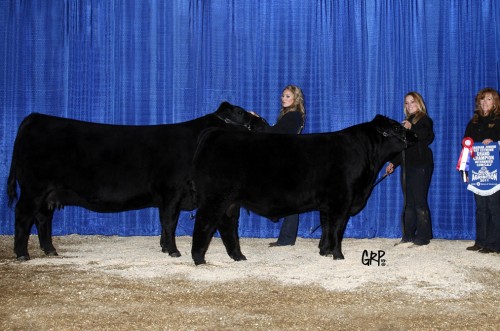 HOLLYWOOD ANGUS STUD: EMBRYOS FROM MILLER WILSON ANGUS (DMM), CANADA