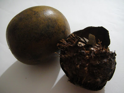 Fruit Warehouse: Arhat ( Siraitia grosvenorii )