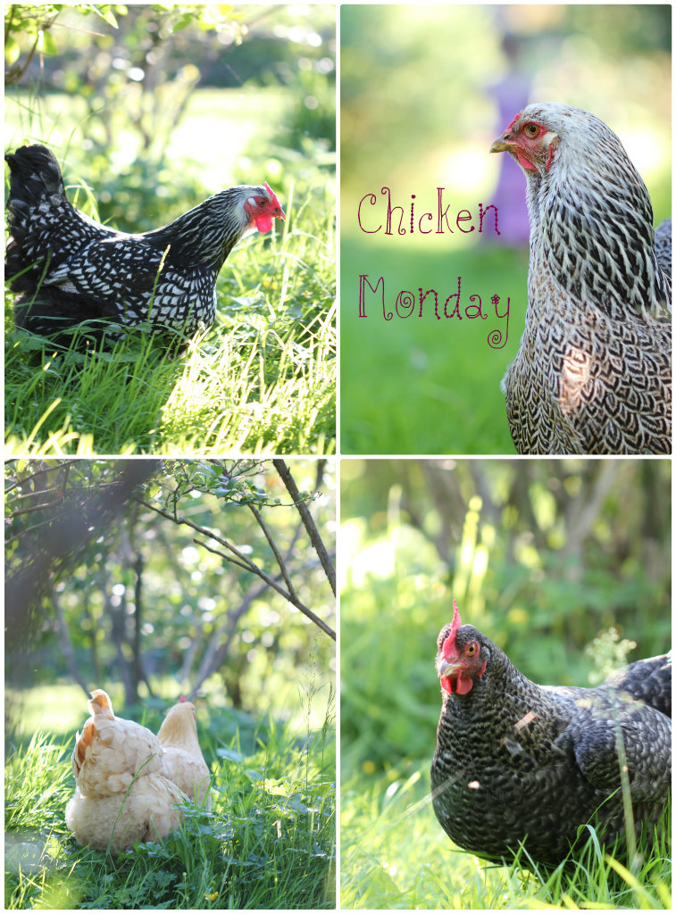 Chicken Monday... | Heather Cameron