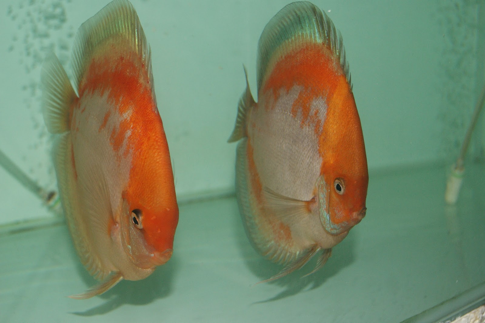 White Scorpion: Red calico