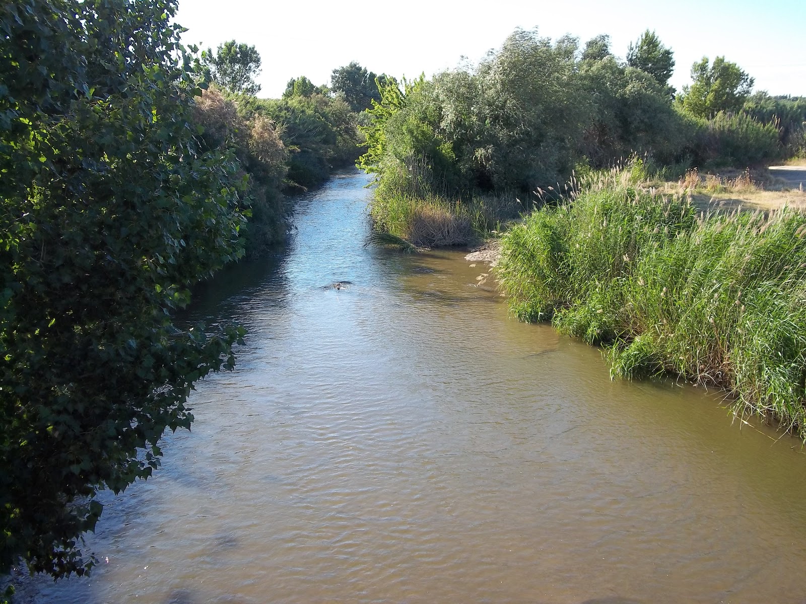 Flora y Fauna en La Sagra: LA SAGRA