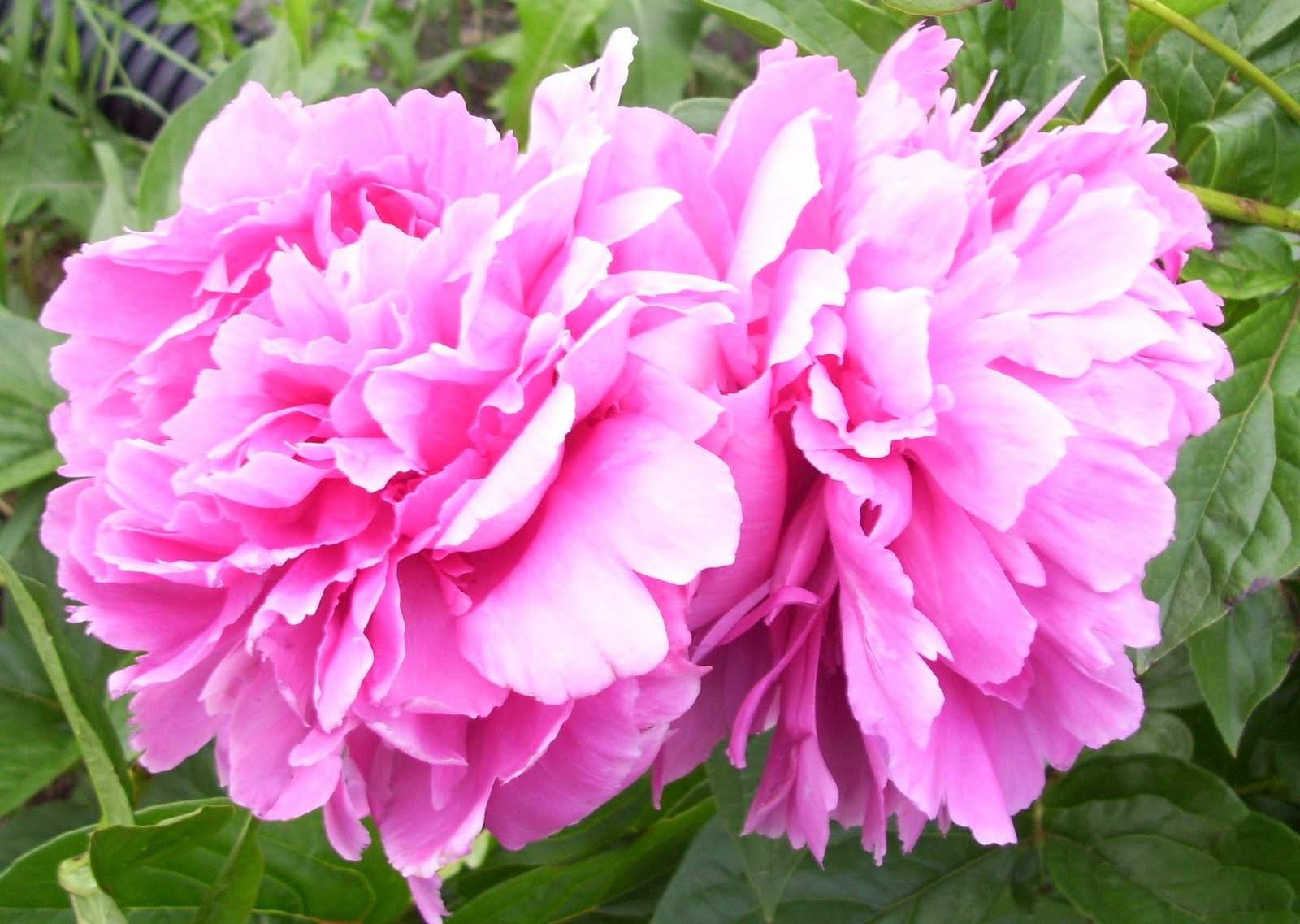 Bargain Hunting Treasure Seeker: Pretty Pink Peonies!