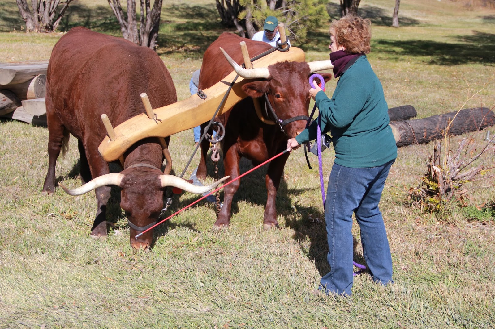 Restless native: Rare oxen pull living history down the trail
