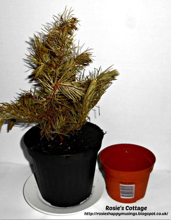 Rosie's Cottage: Friday Smiles: Now, Where Am I Going To Plant A 55 ...