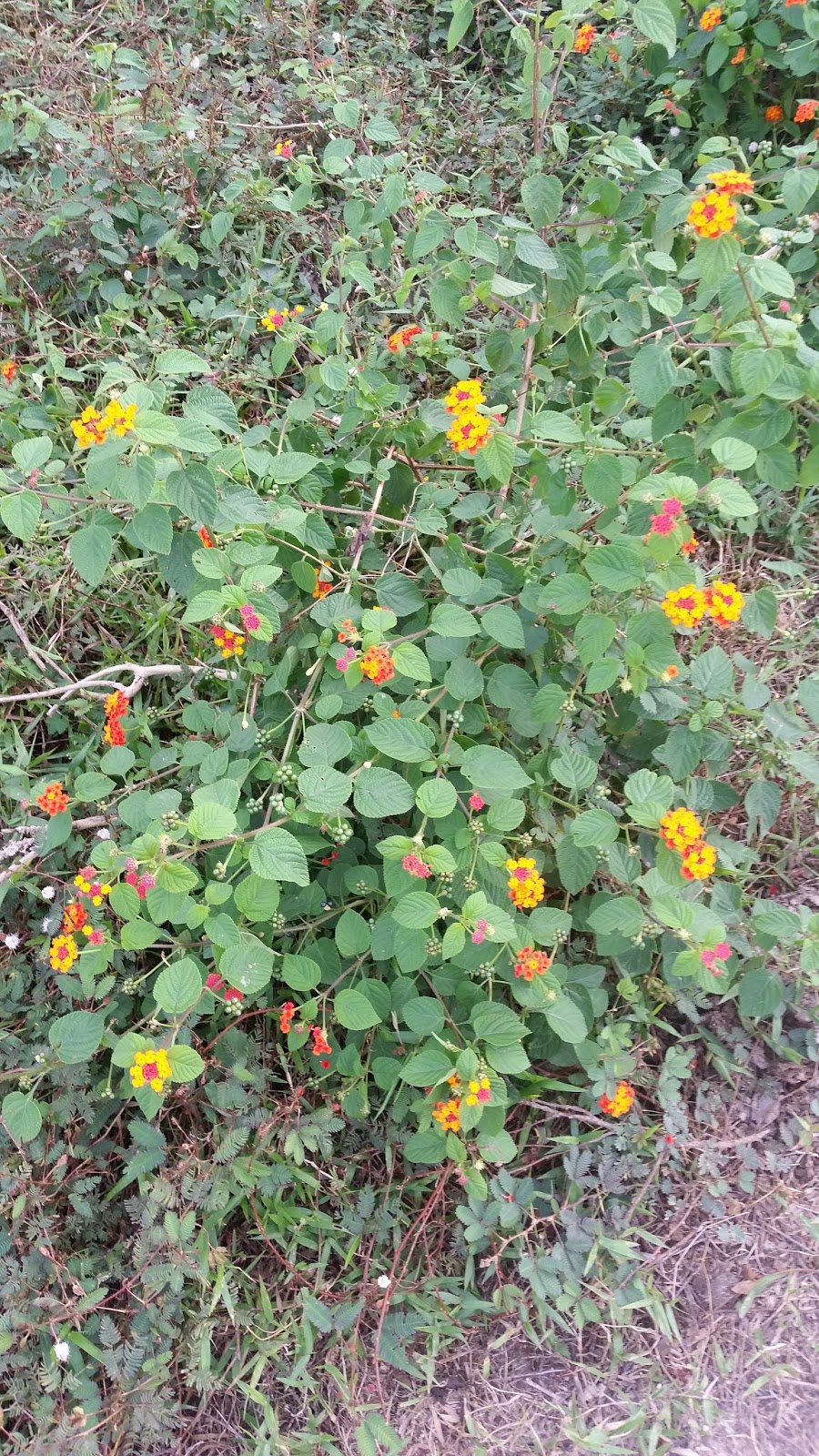 Warisan Petani: Pokok Lantana aka Pokok Bunga Tahi Ayam.
