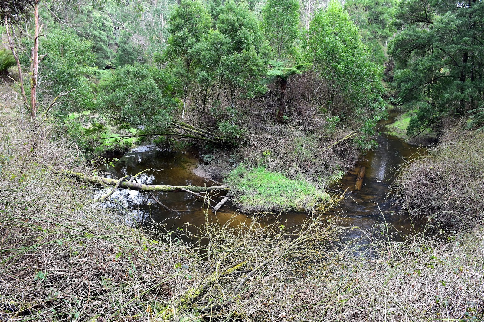 Goin' Feral One Day At A Time: Stevensons Falls, Otway Forest Park ...