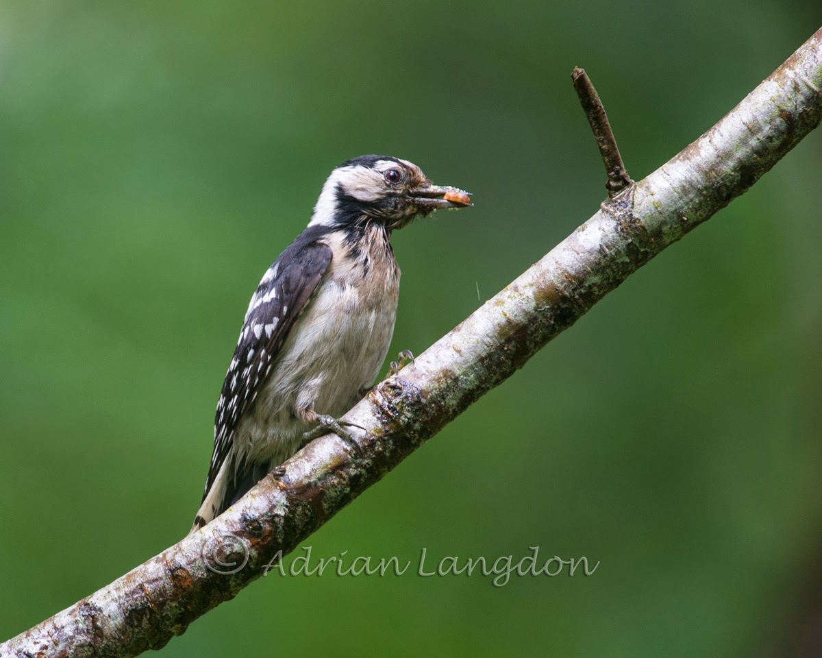 images-naturally!: Lesser spotted Woodpecker & Wood Warbler at Yarner Woods