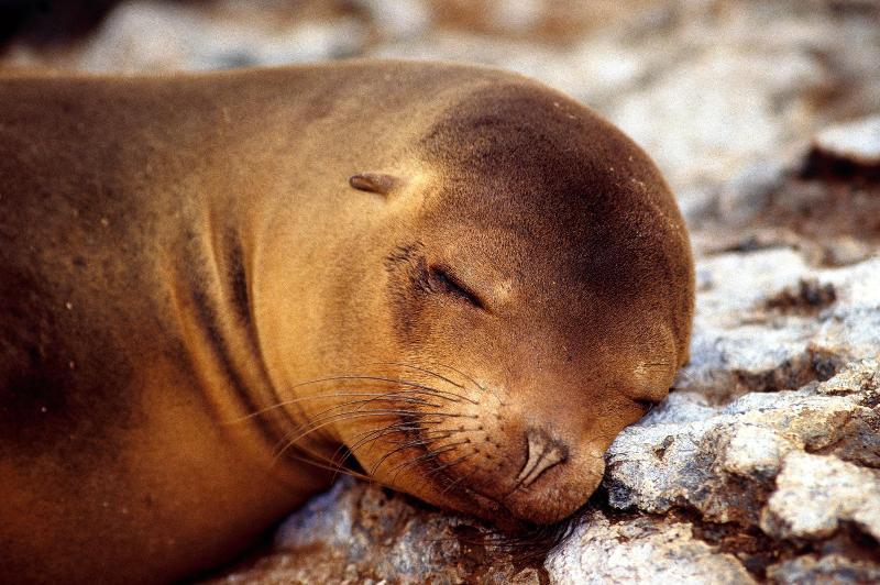 Sevimli Fok Balığı Resimleri ~ Resimler Diyarına Hoşgeldiniz